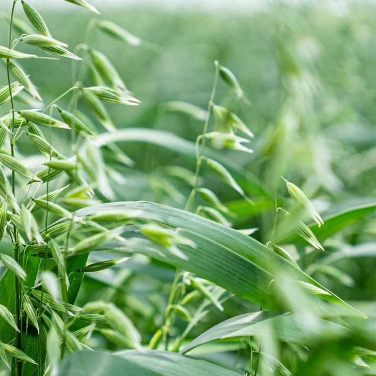 About Us – MadeGoodFoods-Canada